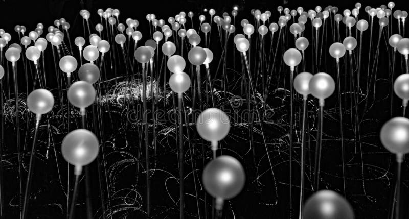 Monochrome Image of LED Lit Plastic Bulbs at a Public Art Installation ...