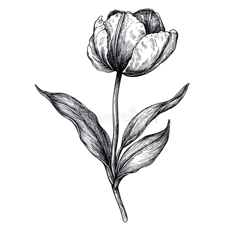 Monochrome Ink Drawing of a Single Tulip Stock Illustration ...