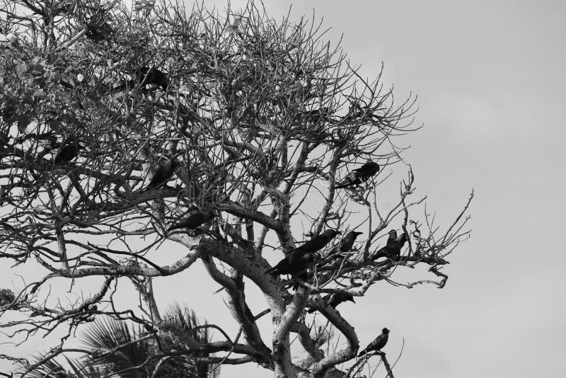 Monochrome of a Large Group of Black Crows on Tree Stock Image - Image ...