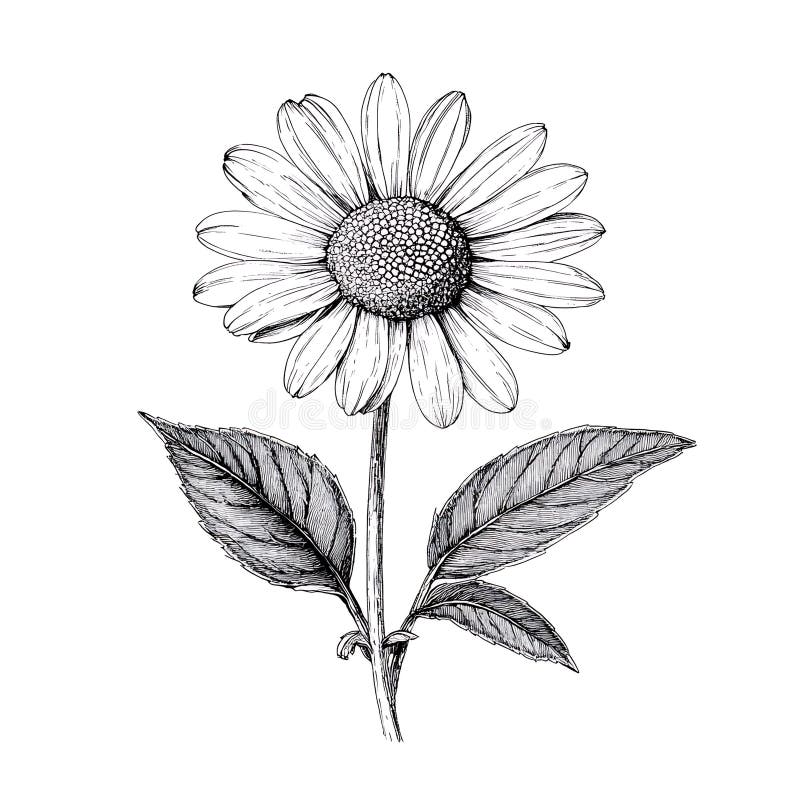 Monochrome Line Drawing of a Daisy Flower with Leaves Stock ...