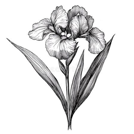 Iris Line Drawing Stock Illustrations – 4,249 Iris Line Drawing Stock ...