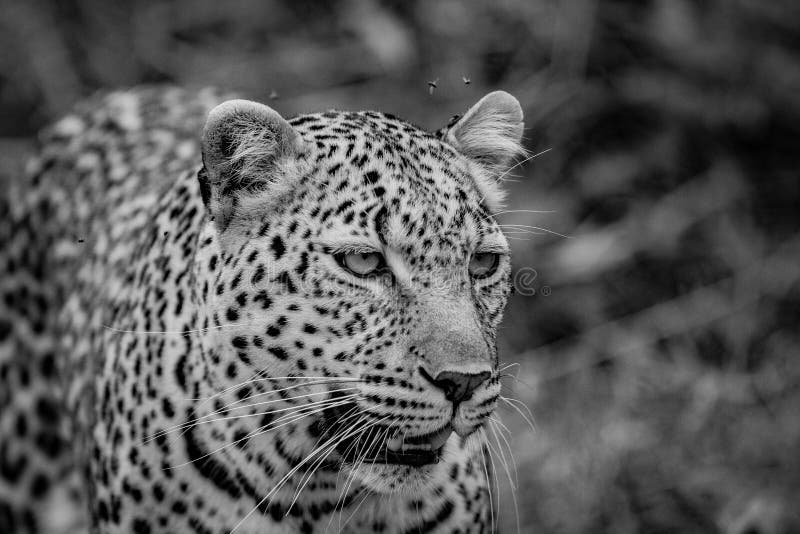 Spotted game. stock image. Image of wildlife, black - 202358087