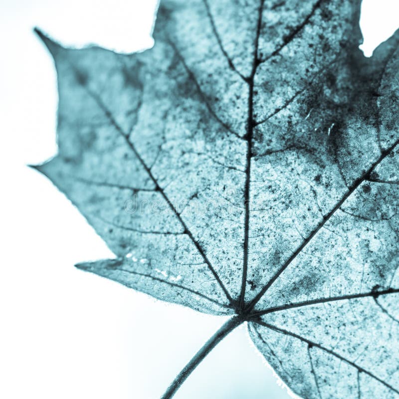 Monochrome Maple Leaf Silhouette Stock Photos - Free & Royalty-Free ...