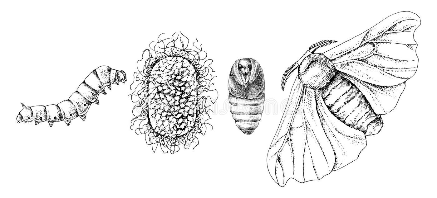 Silk Pupa Stock Illustrations – 761 Silk Pupa Stock Illustrations ...