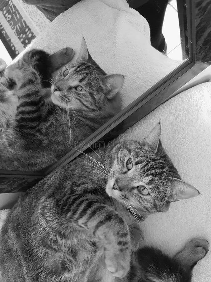 Monochrome Mirror Image Tabby Cat Stock Image - Image of nose, mirror ...