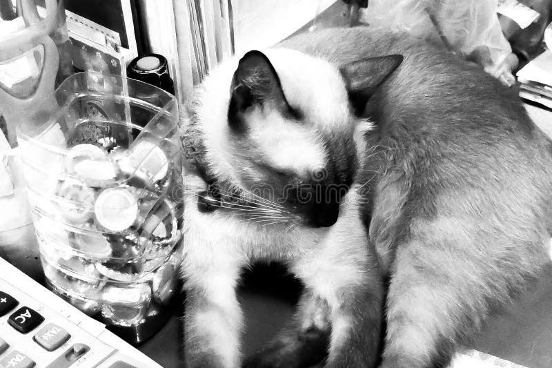 Monochrome Monochrome Photo of a Cat Sleeping on a Desk Stock Photo ...