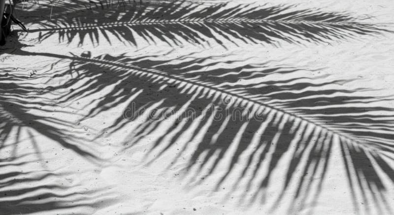 Monochrome Palm Leaf Shadows on Sand Stock Illustration - Illustration ...