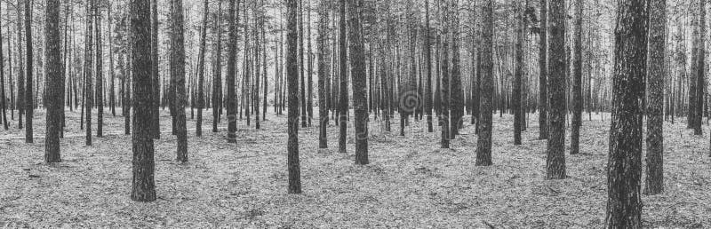 Monochrome Panorama of Trees in the Pine Forest. Stock Photo - Image of ...