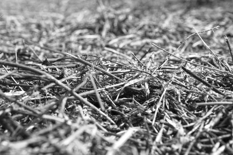Monochrome Photo of Mown Grass Stock Image - Image of black, color ...
