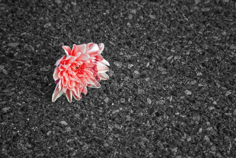 Monochrome Red Highlighted Flower Growth on Asphalt, Concept of Hope ...