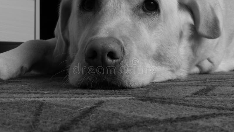 Monochrome Sad Labrador on the Carpet Stock Image - Image of tired ...