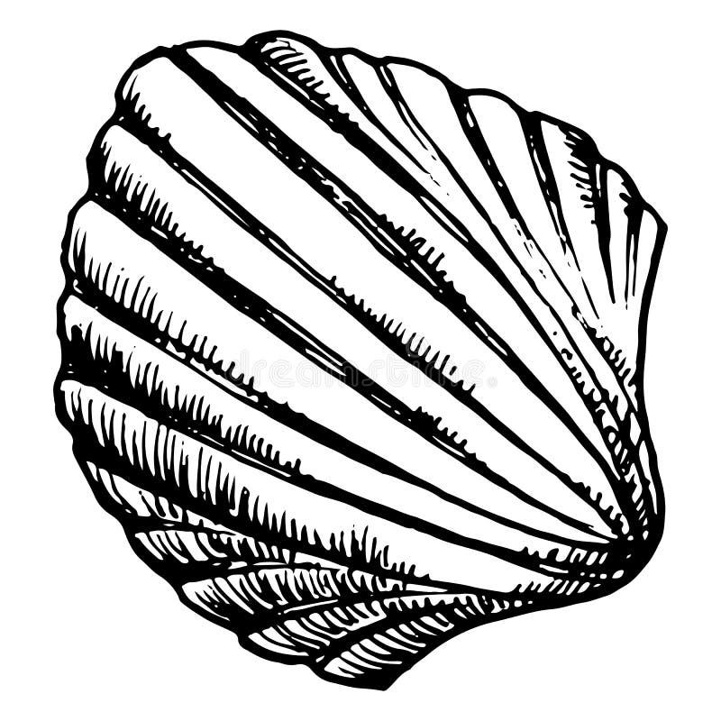 Monochrome Sea Shell Sketched Line Art Vector Stock Vector ...