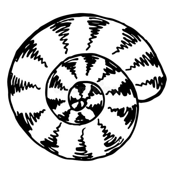 Sea Shell Pencil Drawing Stock Illustrations – 959 Sea Shell Pencil ...