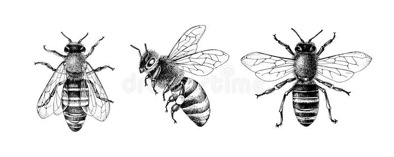 Monochrome Set of Three Bees or Honeybees Stock Vector - Illustration ...
