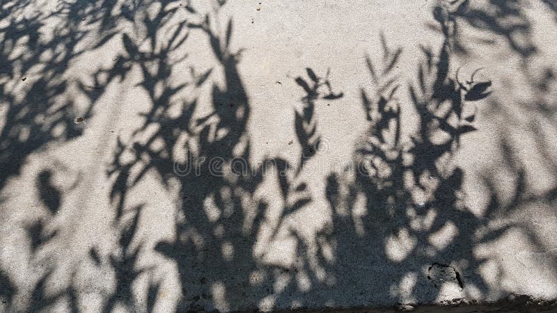 Monochrome Shadows from Willow Tree Foliage Stock Image - Image of dark ...