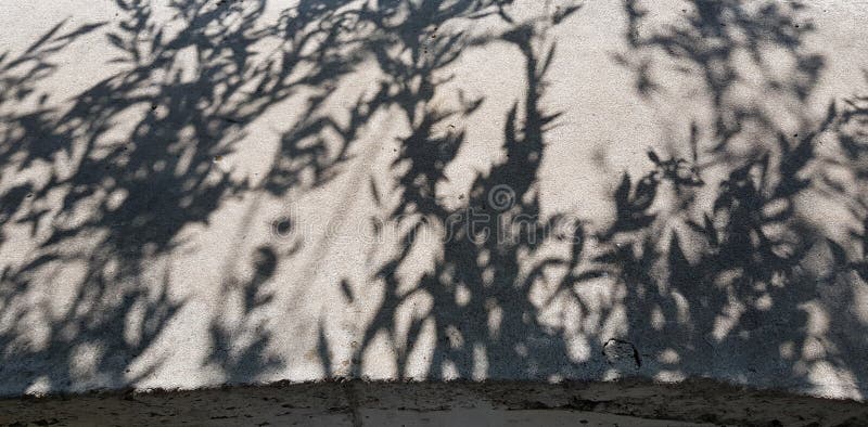 Monochrome Shadows from Willow Tree Foliage Stock Photo - Image of ...