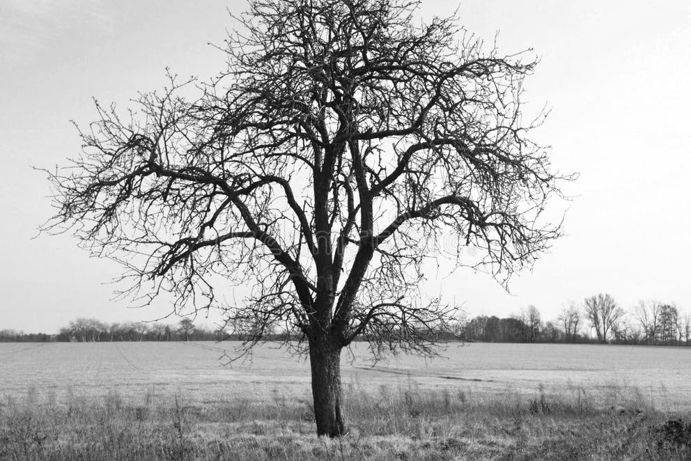 Monochrome Shot of a Single, Dry Tree in the Field Stock Photo - Image ...