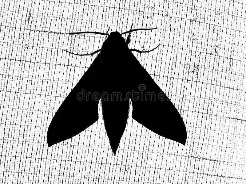 Monochrome silhouette moth stock photo. Image of moth - 92821670