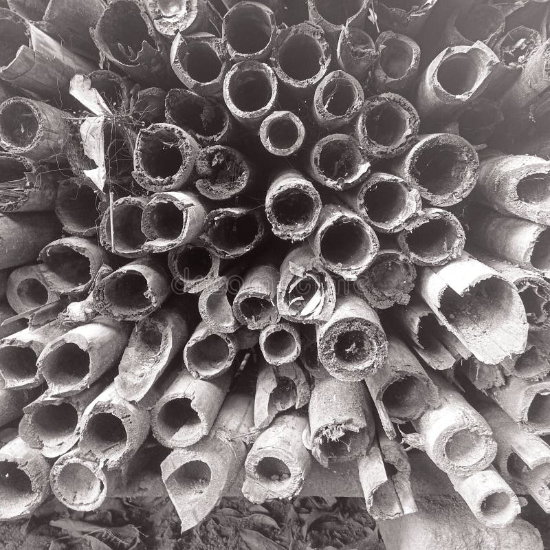 Monochrome Stack of Bamboo Sections Stock Image - Image of environment ...