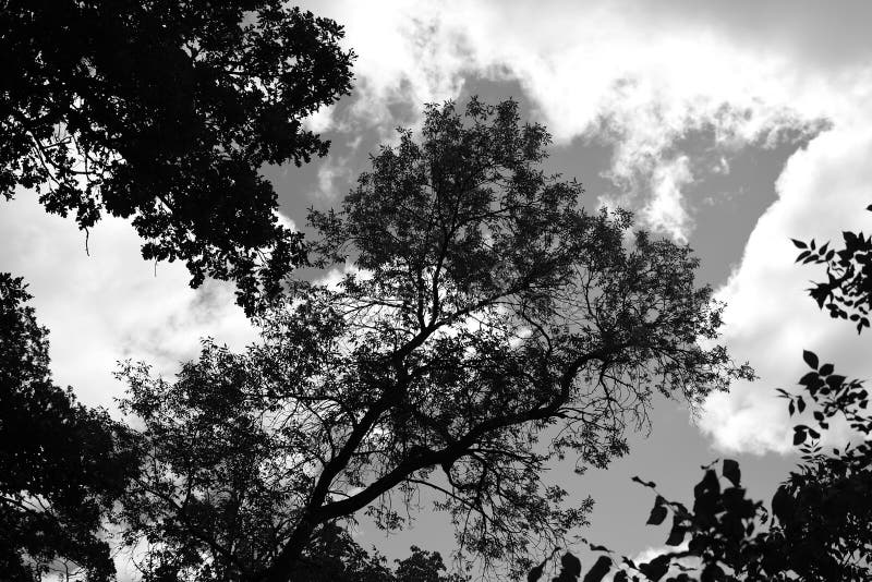 Monochrome Tree Amongst the Clouds Stock Photo - Image of dark, clouds ...