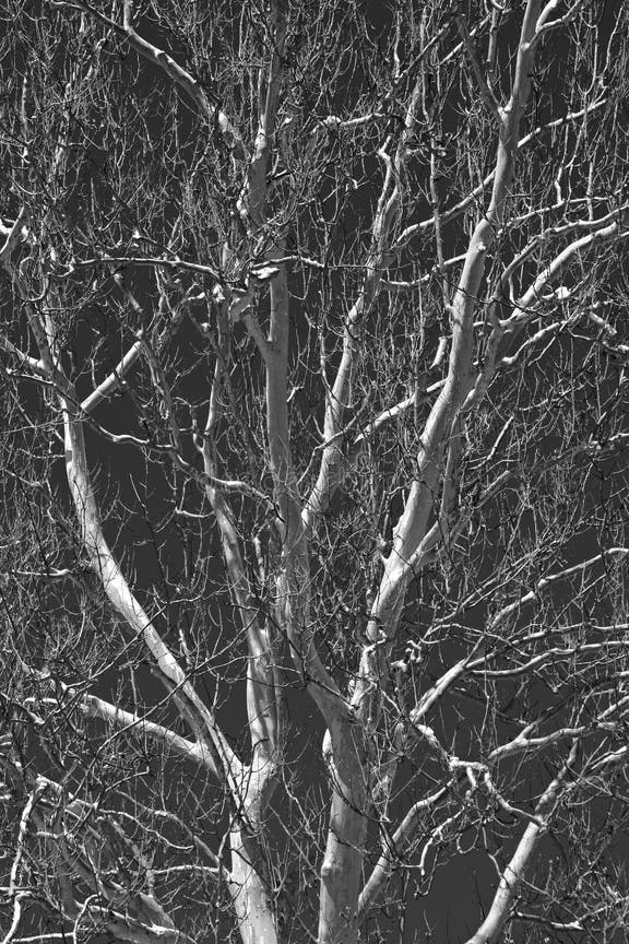 Monochrome tree branches stock photo. Image of texture, tree - 58908