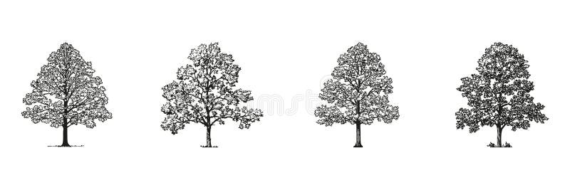 Monochrome Tree Sketch Side View Set. Landscape Design and ...