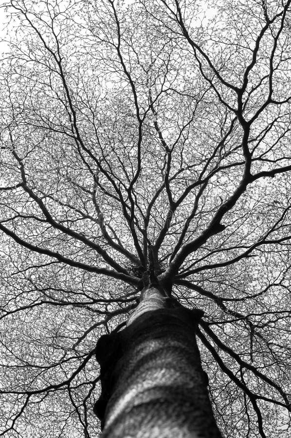 Monochrome Tree, Up View, Look Up, Black and White, Branches Stock ...