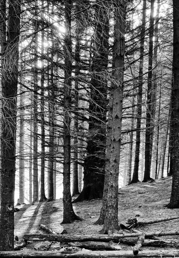 Monochrome trees stock photo. Image of monochrome, trees - 46795094
