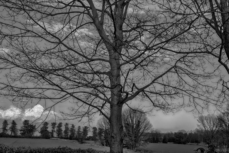Monochrome Trees in a Garden Stock Image - Image of leaf, nature: 204683829