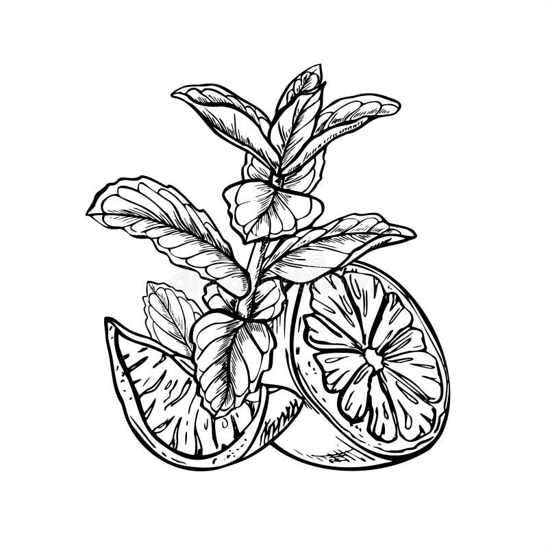 Mint Line Drawing Etching Stock Illustrations – 124 Mint Line Drawing ...