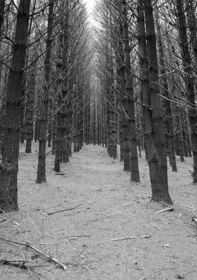 Monochrome Vertical Shot of Pine Trees in the Forest Stock Photo ...