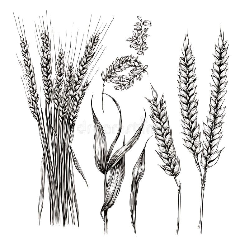 Monochrome Wheat Illustration, Botanical Drawing Ink Sketch Stock ...