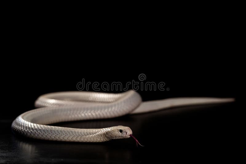 Monocled Cobra (Naja Kaouthia) Stock Photo - Image of turtle, animal ...