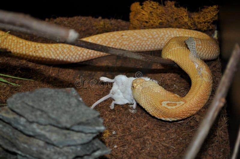 Monocled Cobra (Naja Kaouthia) Stock Photo - Image of indian, poison ...