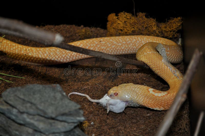 Monocled Cobra (Naja Kaouthia) Stock Photo - Image of nature, snake ...