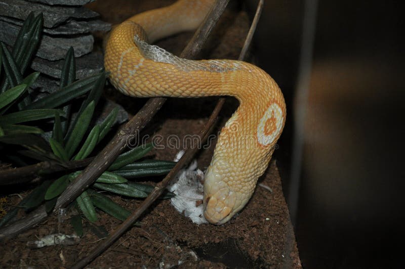 Monocled Cobra (Naja Kaouthia) Stock Image - Image of danger, crocodile ...