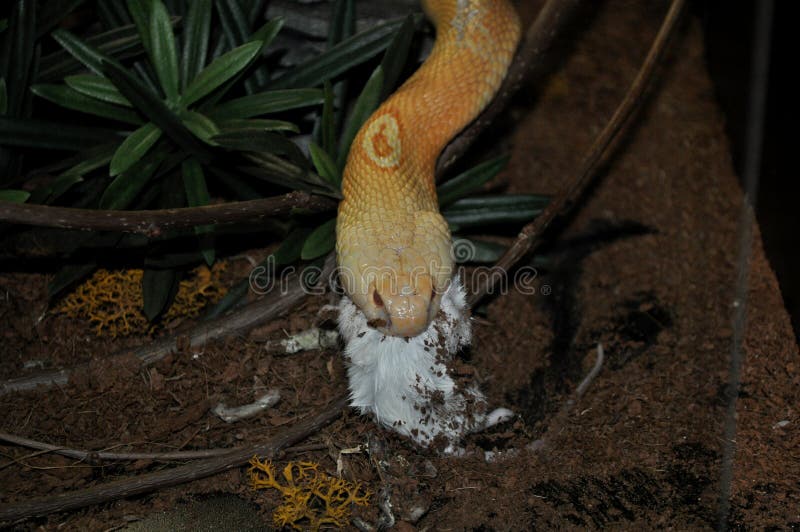 Monocled Cobra (Naja Kaouthia) Stock Image - Image of nature, serpent ...