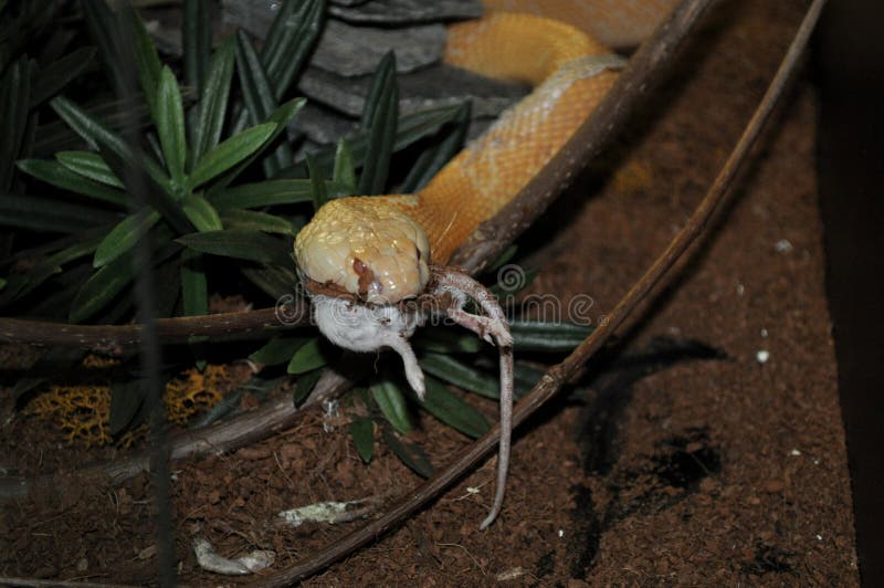 Monocled Cobra (Naja Kaouthia) Stock Photo - Image of flower, venomous ...