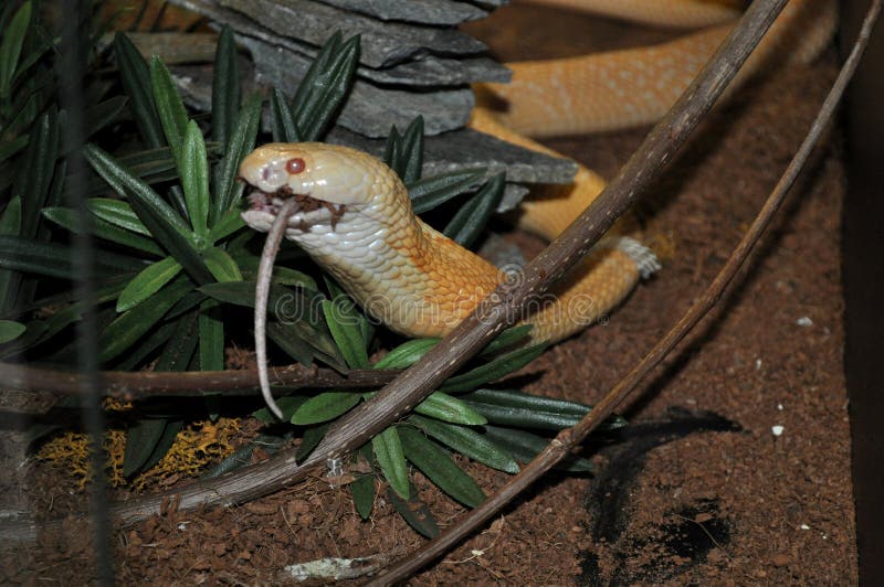 Monocled Cobra (Naja Kaouthia) Stock Photo - Image of toad, monocled ...