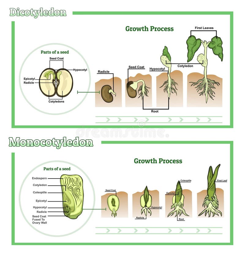 Difference Between Dicot And Monocot Root