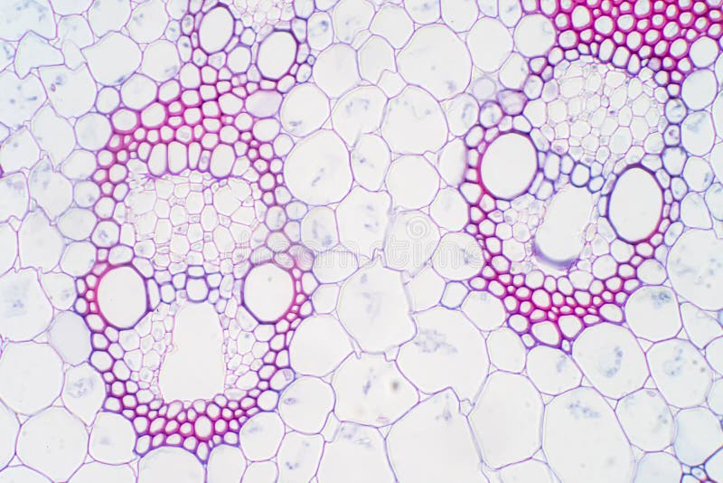Monocot Plant Vascular Tissue Under the Microscope View Stock Image ...