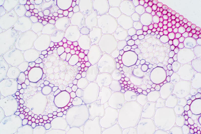 Monocot Plant Vascular Tissue Under the Microscope View Stock Photo ...