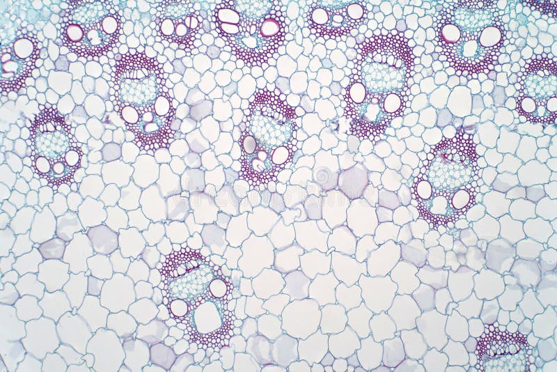 Monocot Stem Plan Diagram Stock Photos - Free & Royalty-Free Stock ...