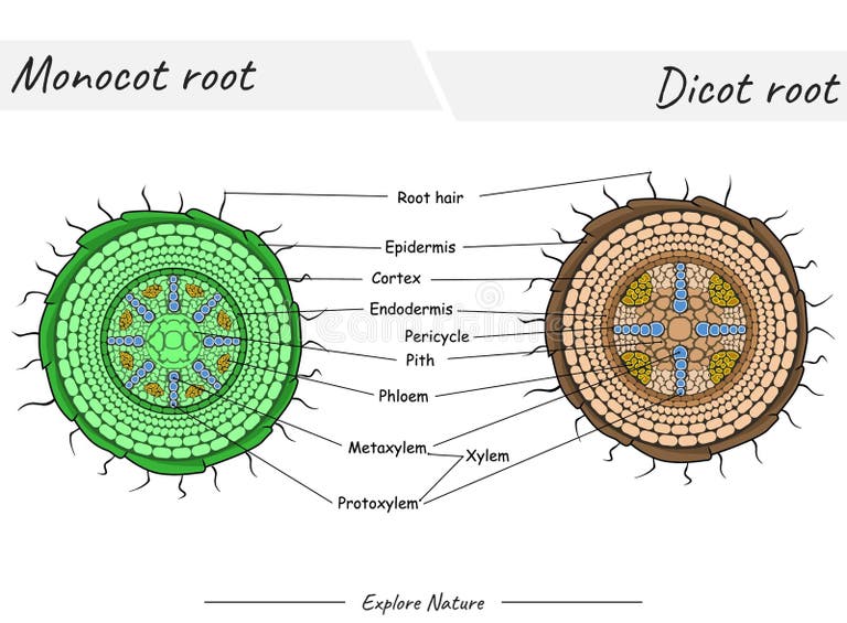 Monocot Root and Dicot Root Stock Vector - Illustration of screenshot ...