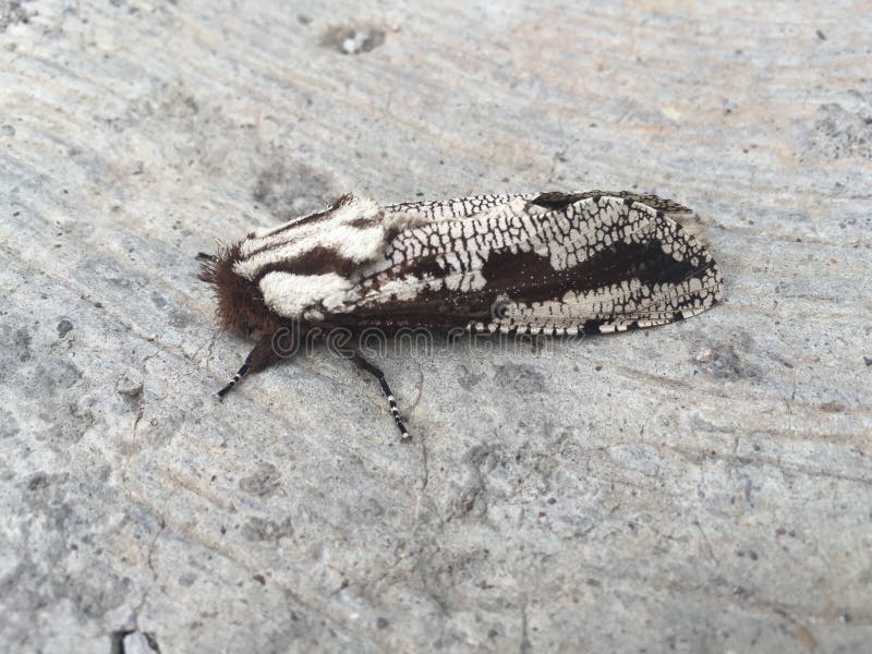 Insecte nocturne photo stock. Image du grand, normal - 28482400
