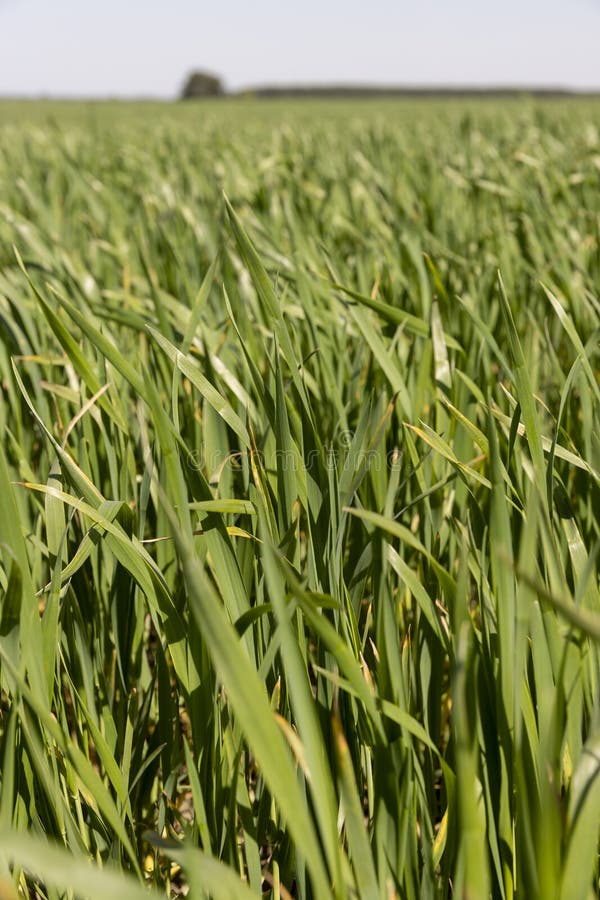 Monoculture Field with Wheat Closeup in Sunny Weather Stock Image ...