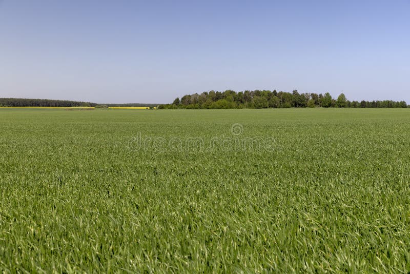 Monoculture Field with Wheat Closeup in Sunny Weather Stock Image ...