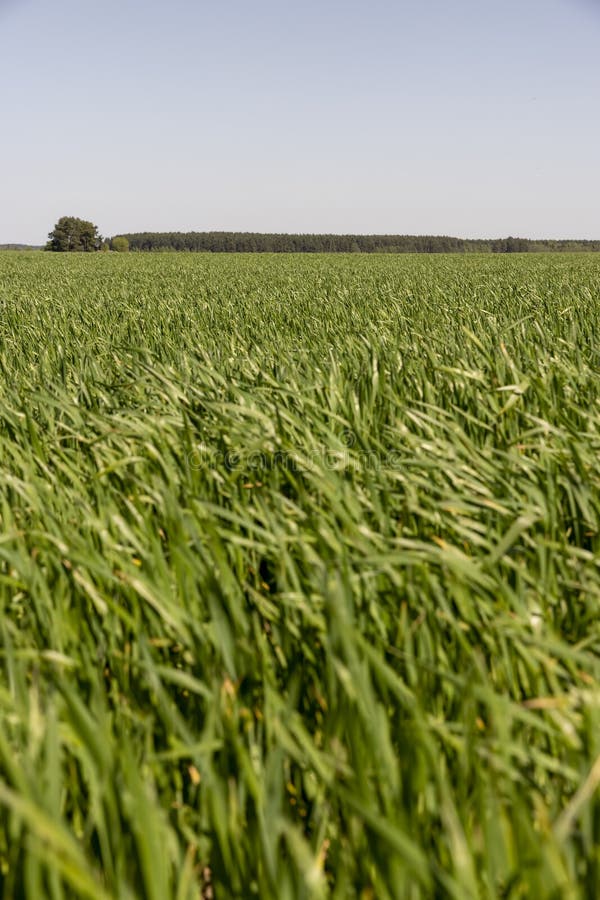 Monoculture Field with Wheat Closeup in Sunny Weather Stock Image ...