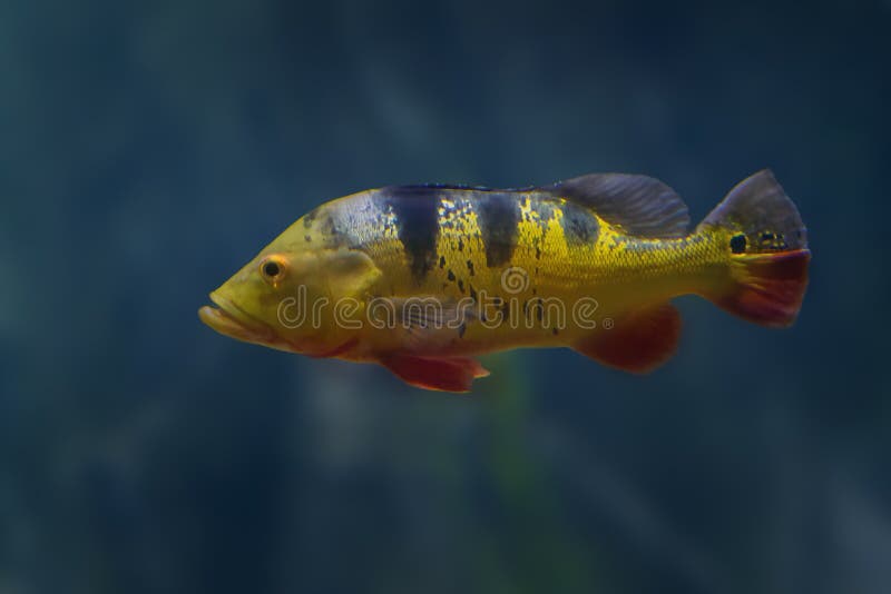 Monoculus Peacock Bass - Freshwater Fish Stock Image - Image of ...