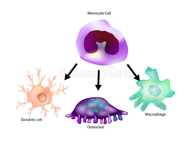 Cell Differentiation Stock Illustrations – 565 Cell Differentiation ...